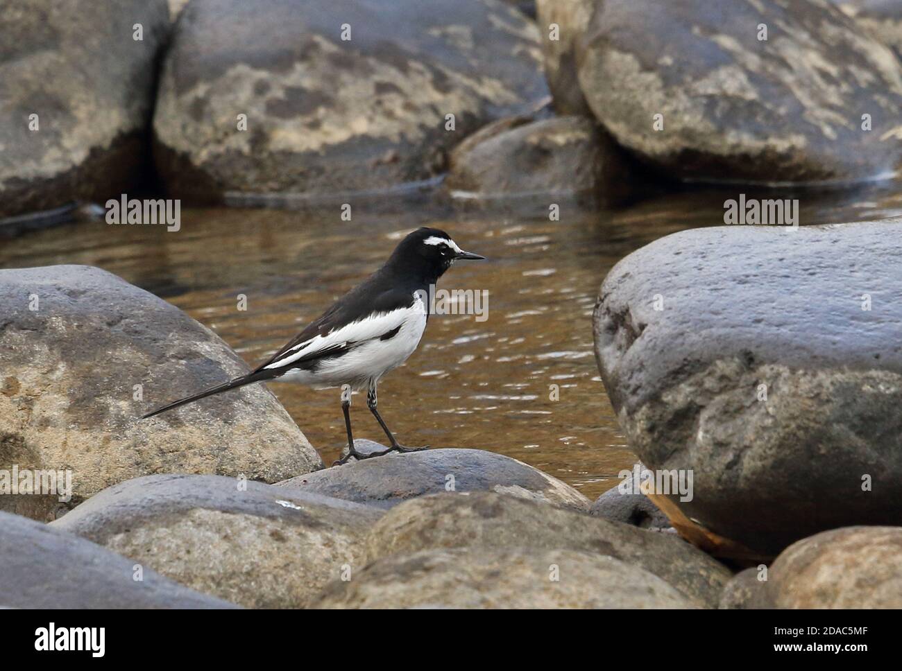 Japanese Wagtail (Motacilla grandis) adult male by upland stream Kyushu ...
