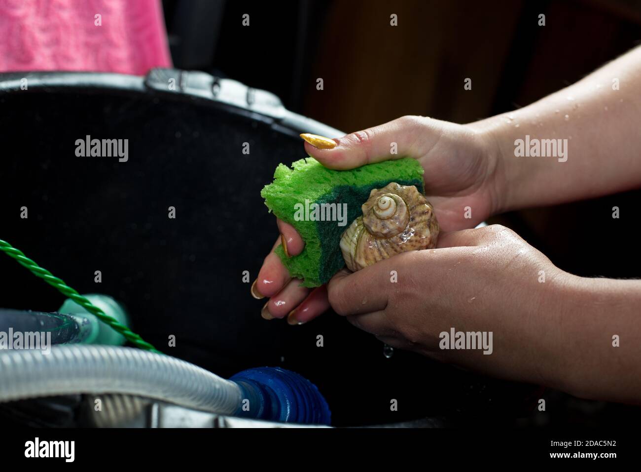 cleaning shells in the aquarium and other aquarium paraphernalia Stock ...