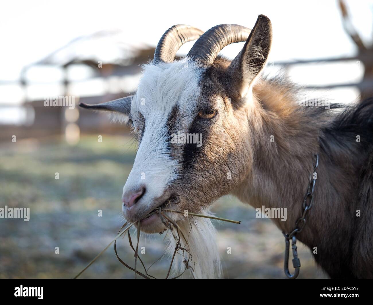 Portrait of a goat chewing hay Stock Photo - Alamy