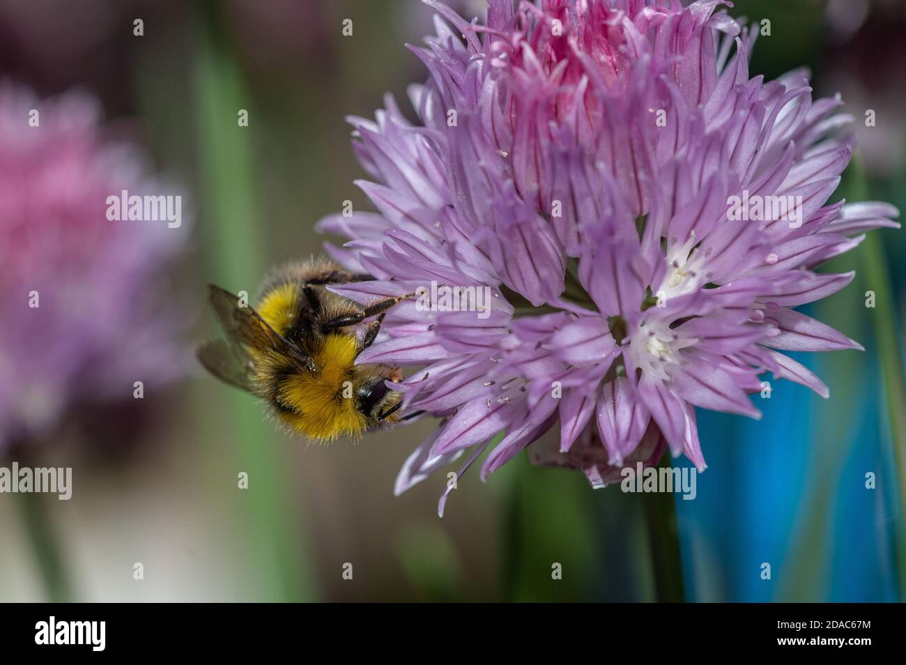 Early Bumble bee Stock Photo - Alamy