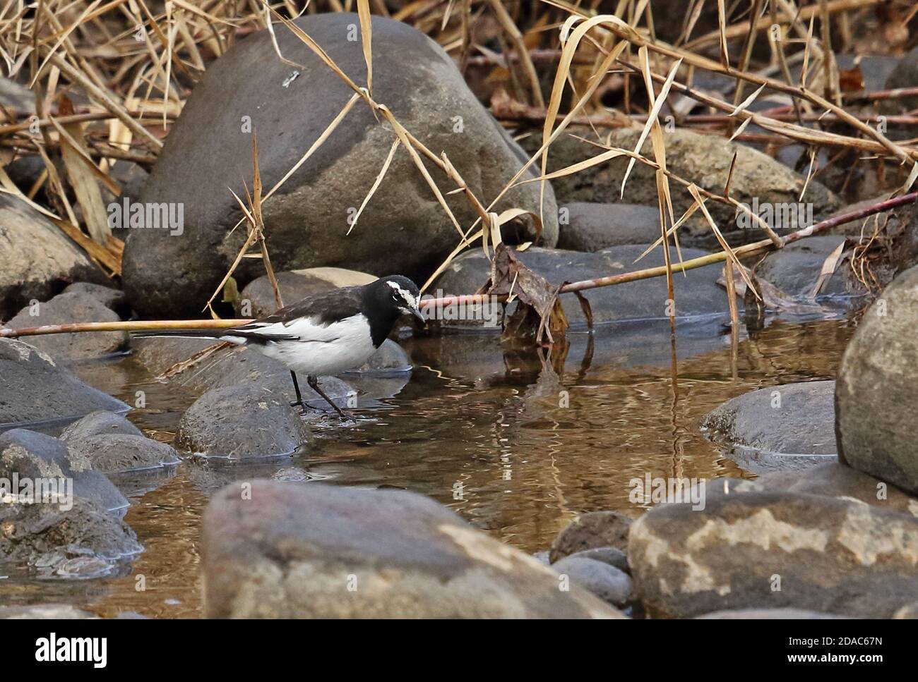 Japanese Wagtail (Motacilla grandis) adult female by upland stream ...