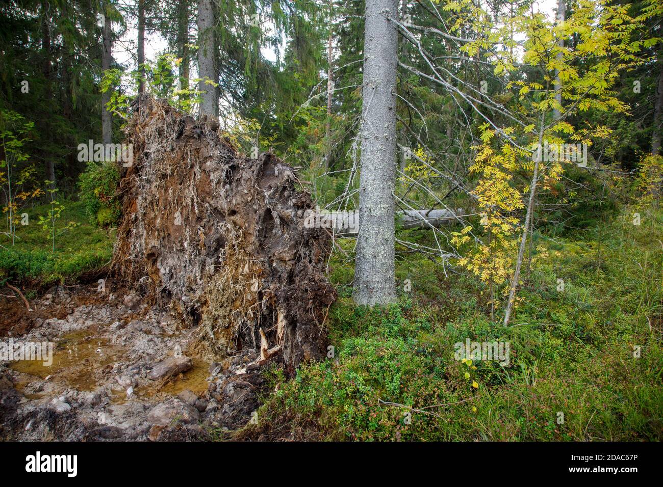 Fallen European spruce tree at taiga forest and the root stalk ( Picea ...