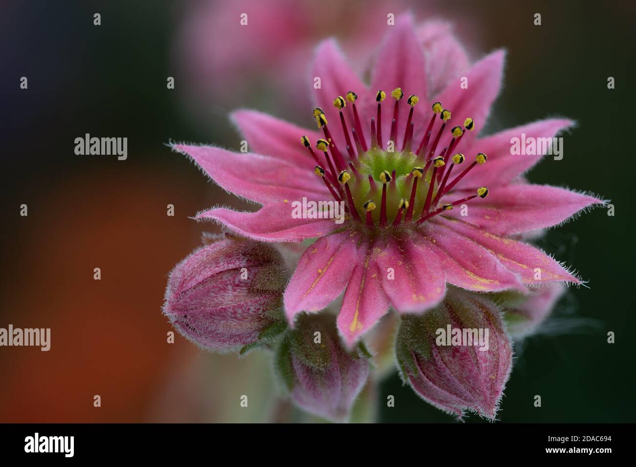 Hen and Chicks flower Stock Photo - Alamy