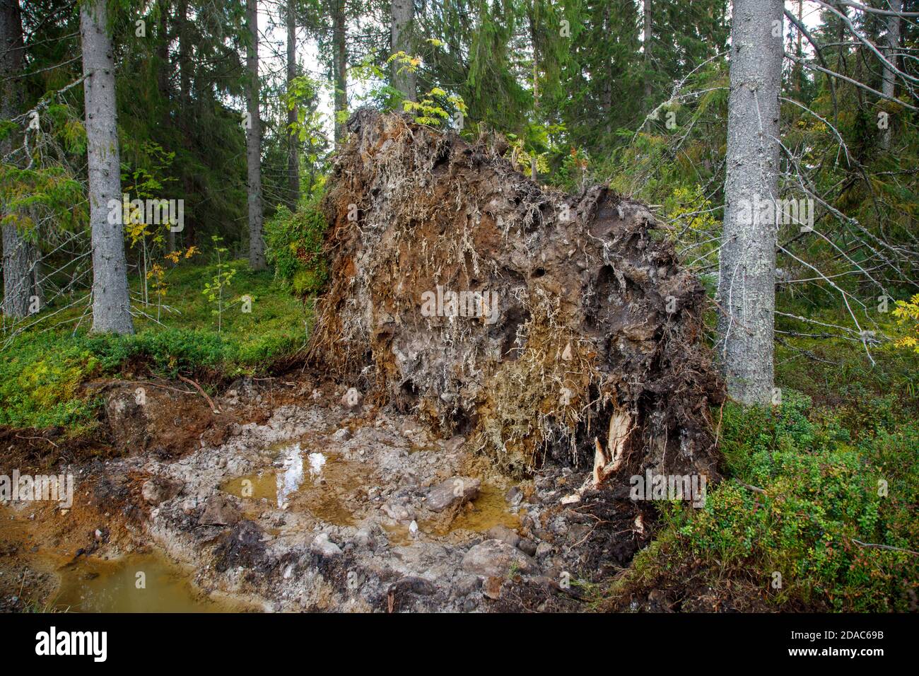 Fallen European spruce tree at taiga forest and the root stalk ( fir ...