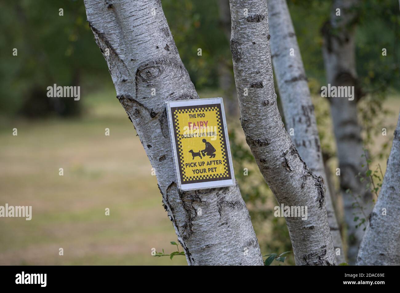 Pickup after your dog sign on silver birch tree trunk Stock Photo - Alamy