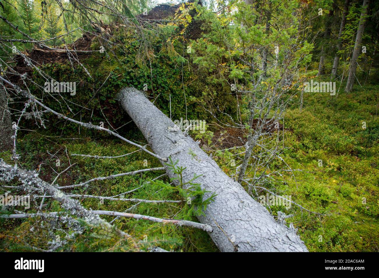 Fallen European spruce tree at taiga forest and the root stalk ( Picea ...