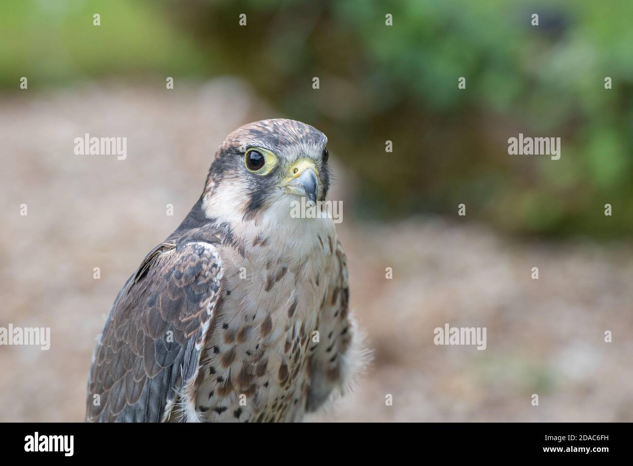 Saker falcon bird of prey Stock Photo - Alamy