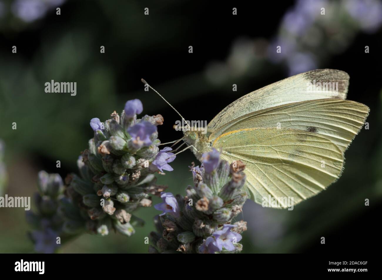 Small white butterfly on lavender plant Stock Photo - Alamy
