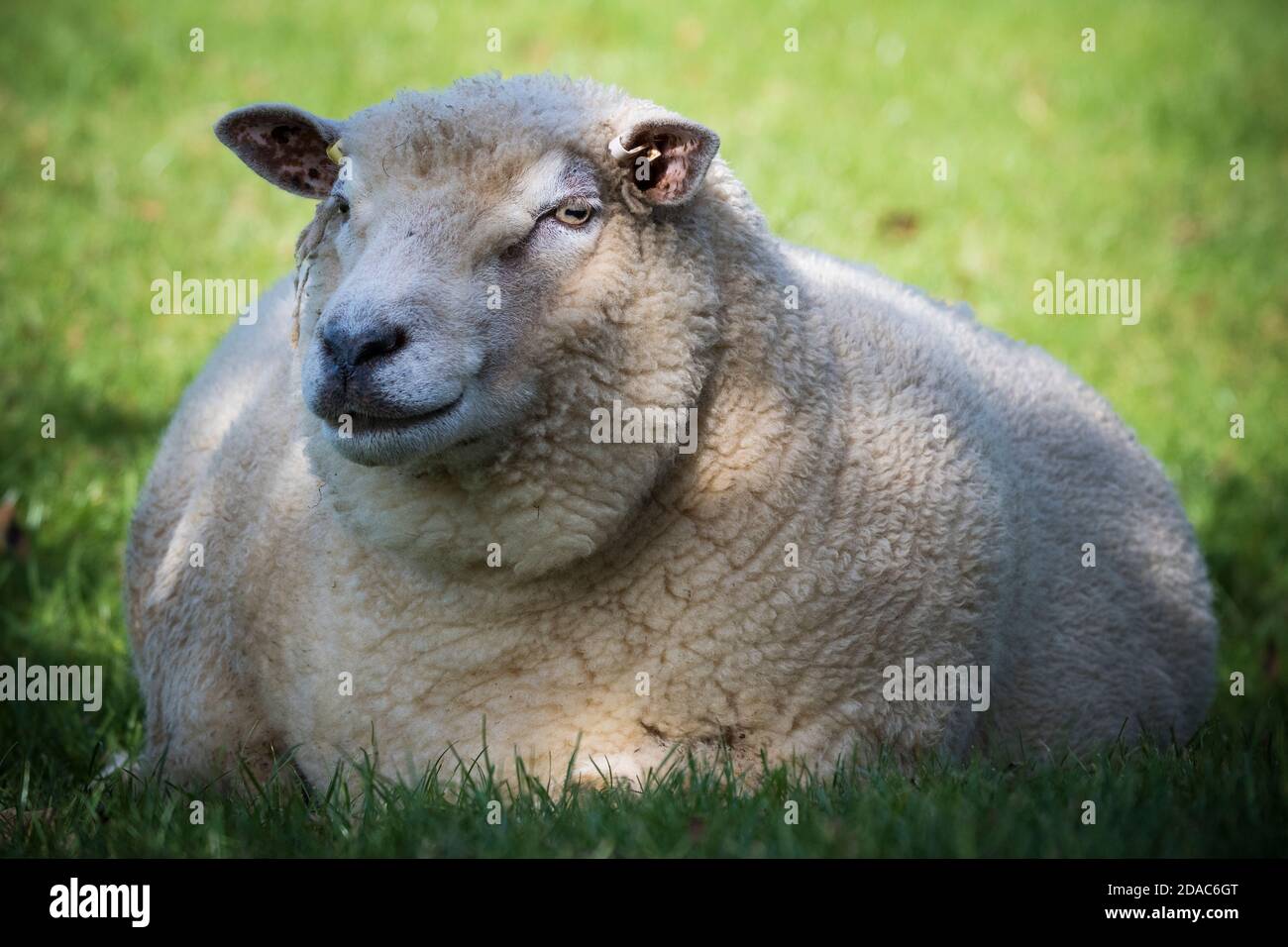 Sheep sitting hi-res stock photography and images - Alamy