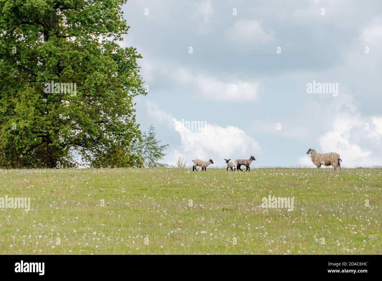 Hill grazing hi-res stock photography and images - Alamy