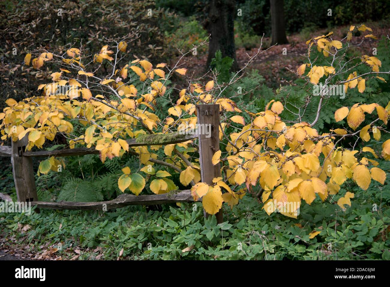 Witch hazel autumn foliage hamamelis hi-res stock photography and ...