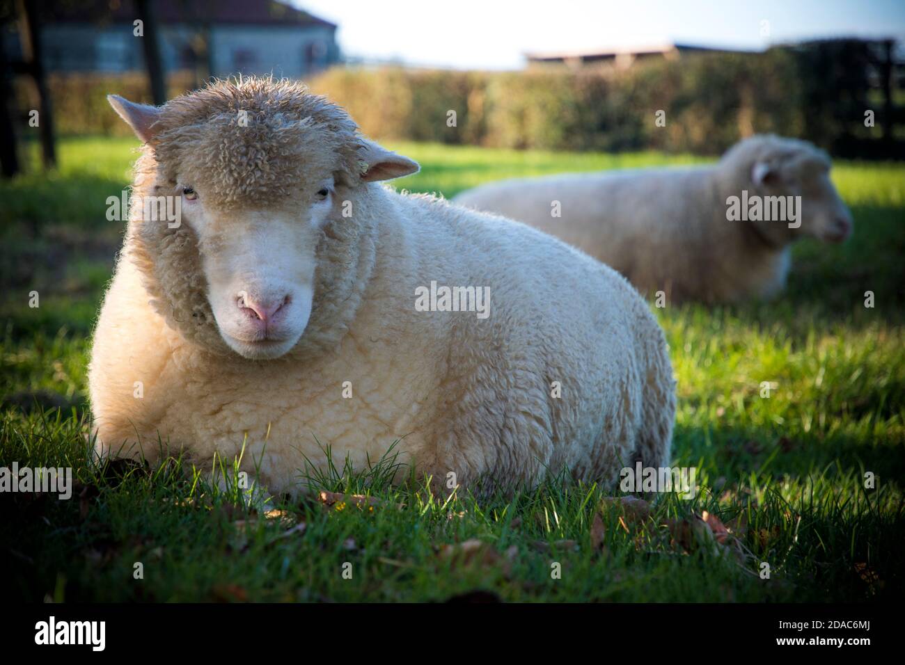 Sheep sitting down hi-res stock photography and images - Alamy