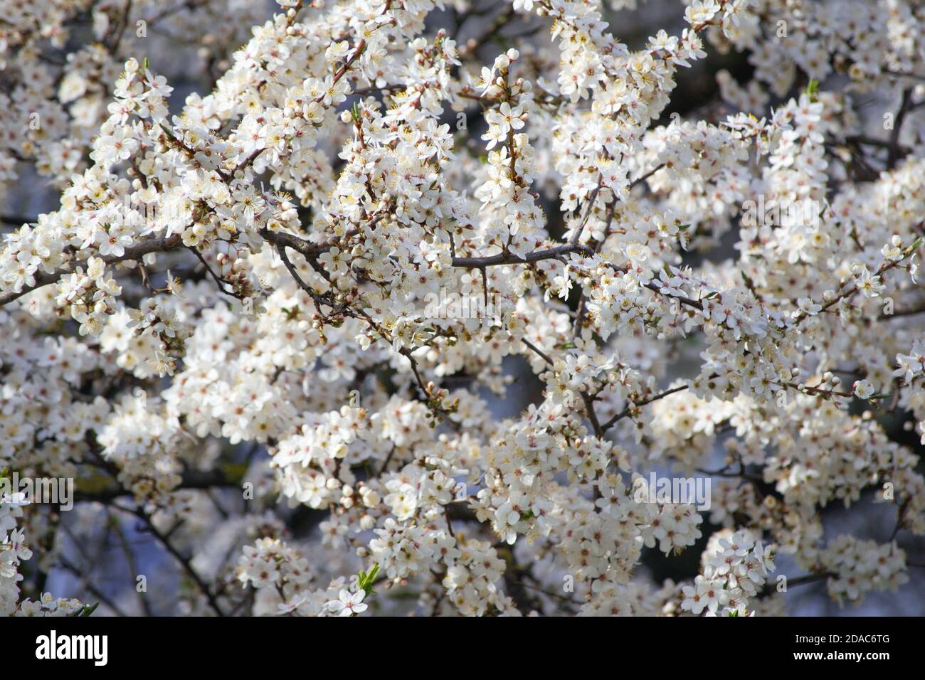 Sour spring hi-res stock photography and images - Alamy