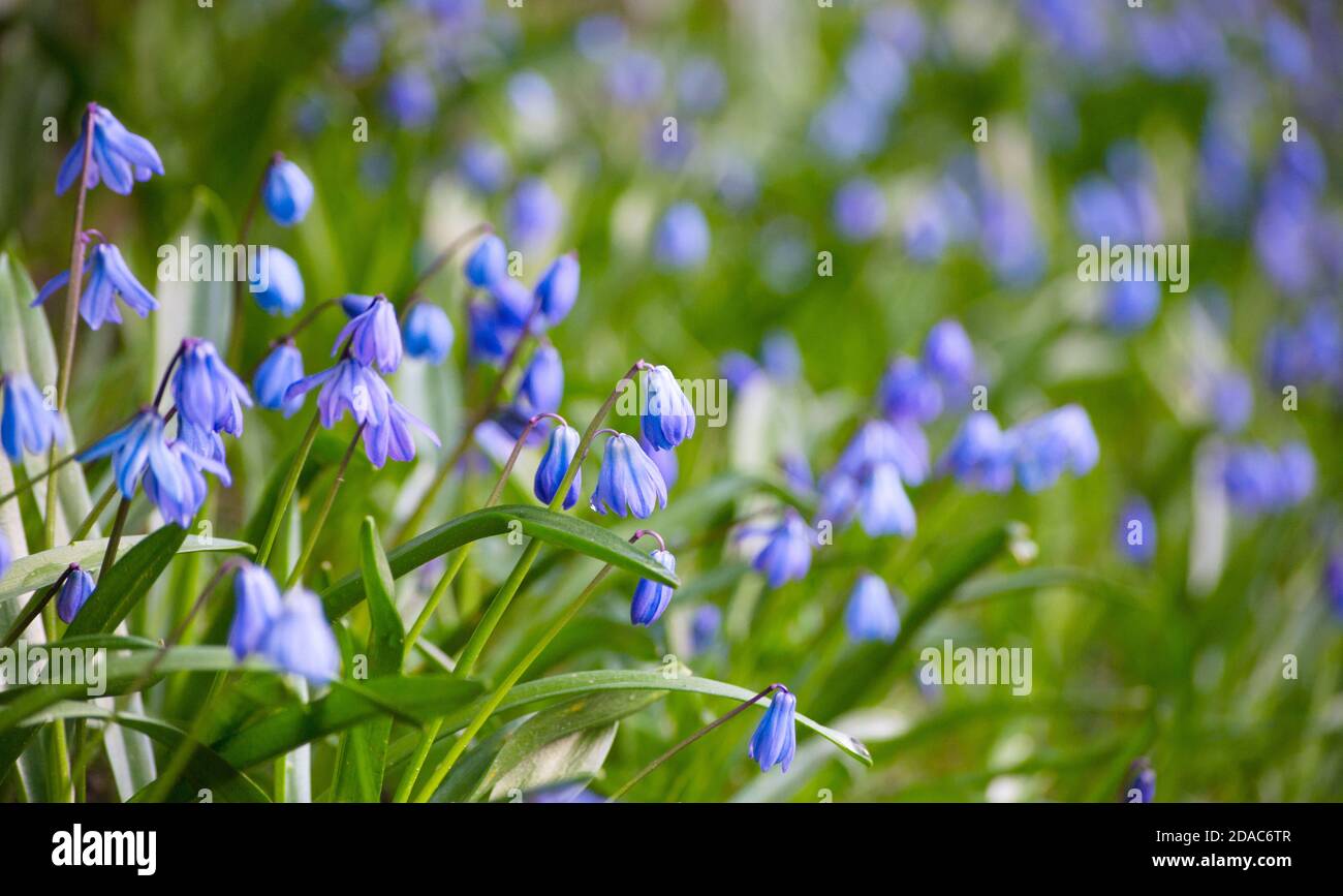 Scilla flower hi-res stock photography and images - Alamy
