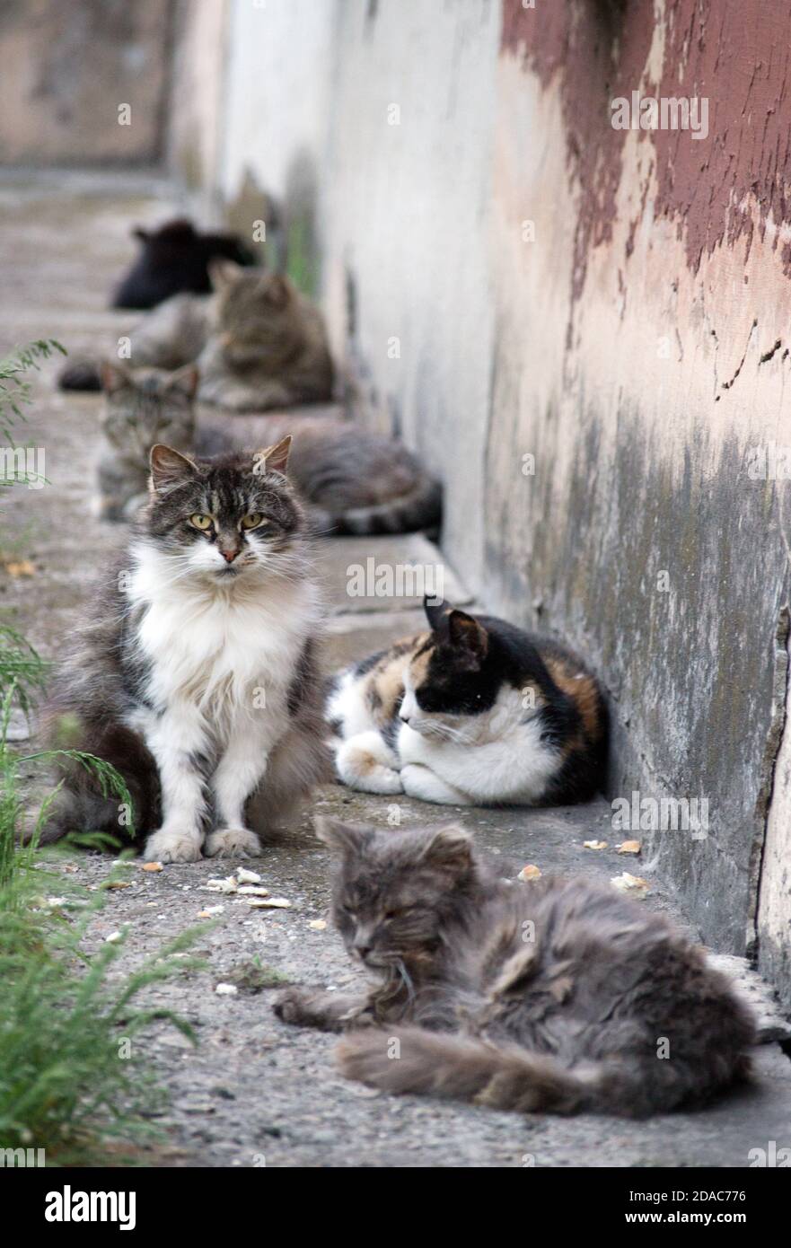 Homeless cats hi-res stock photography and images - Alamy