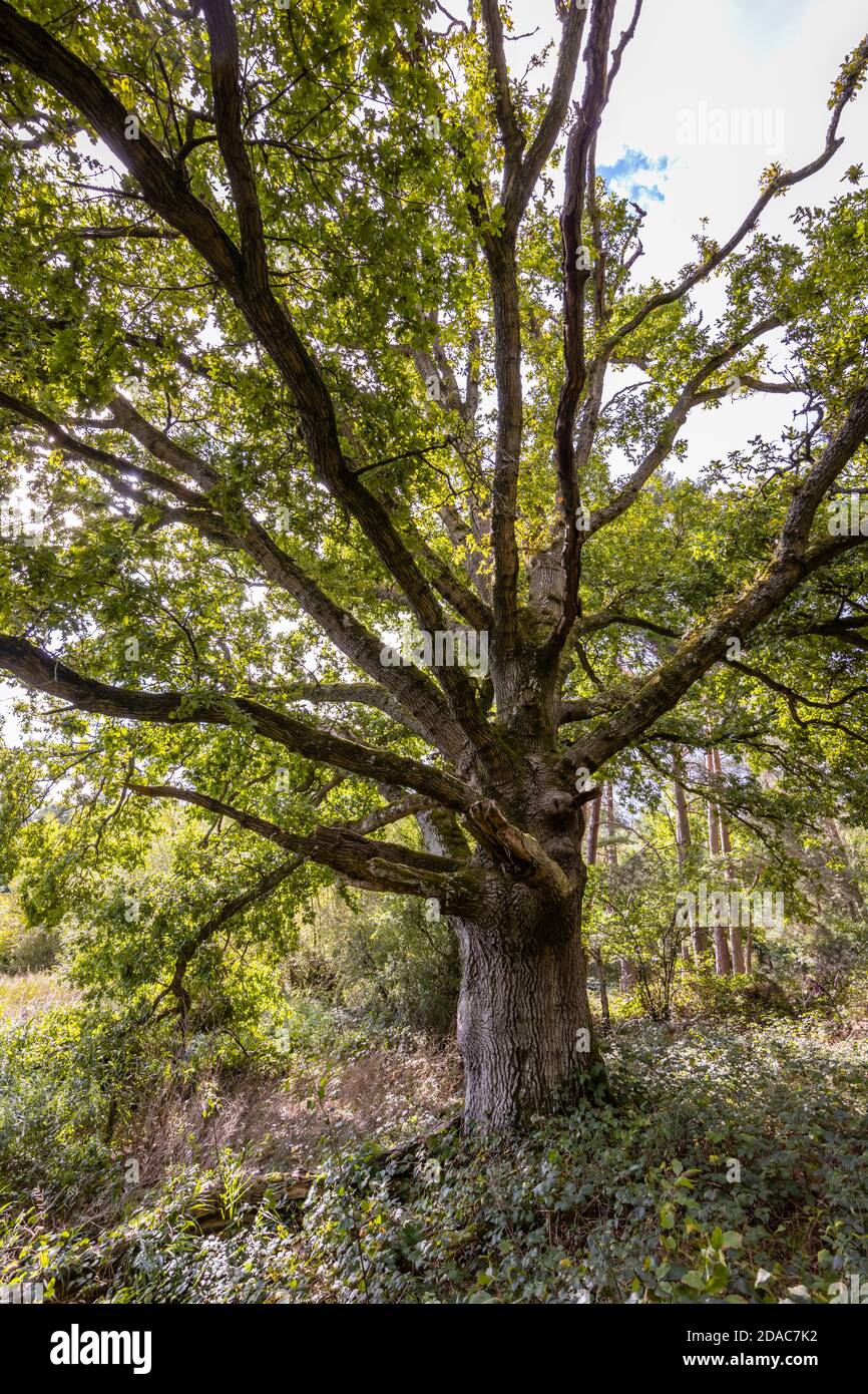 Oak tree uk september hi-res stock photography and images - Alamy