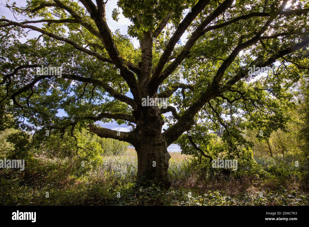 Oak tree uk september hi-res stock photography and images - Alamy
