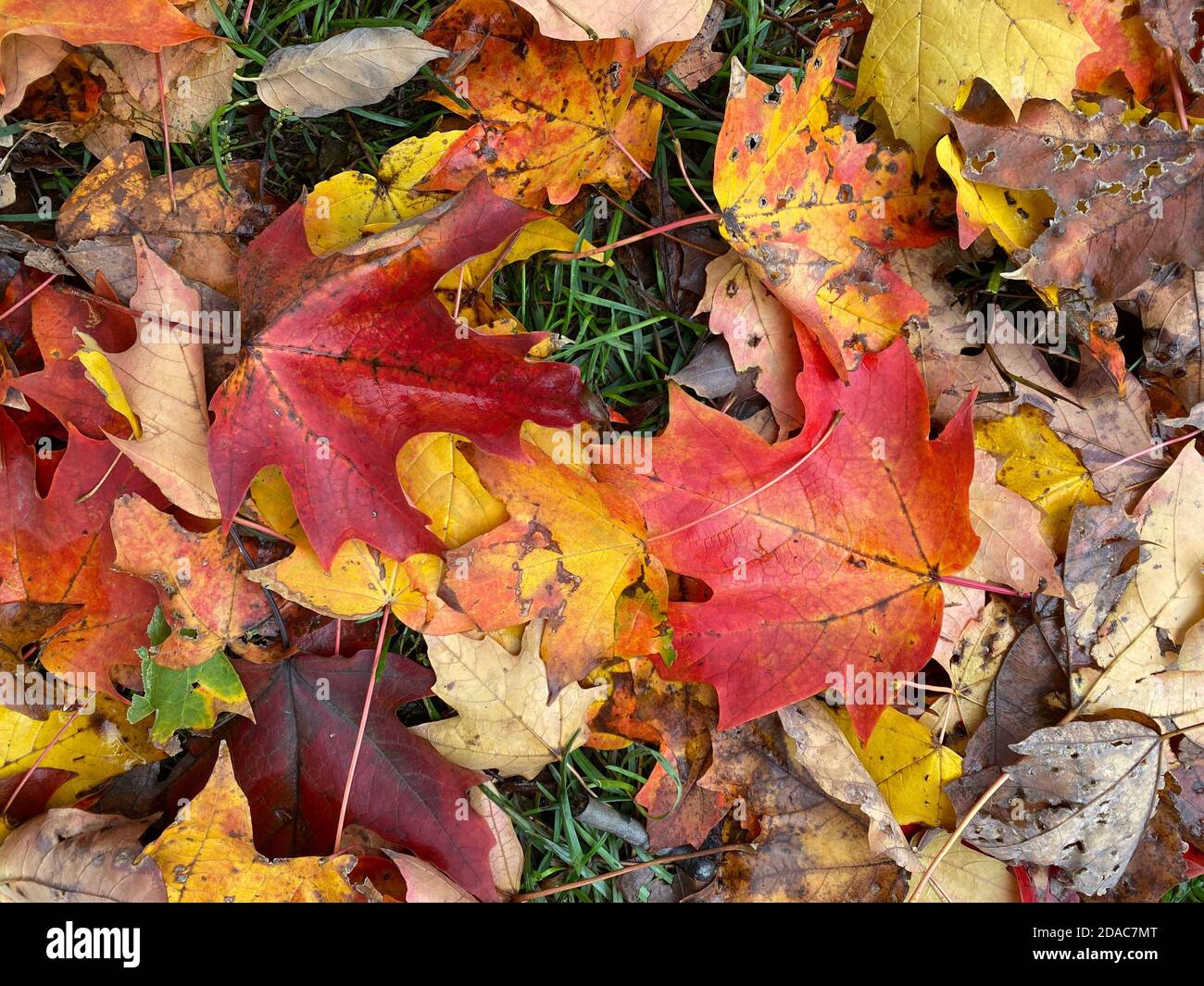 Aurumn under a maple tree in Prospect Park, Brooklyn, New Yorek Stock ...