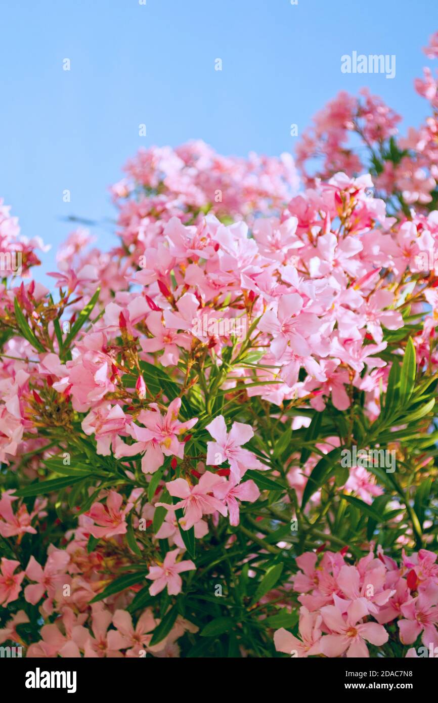 Pink oleander (Nerium) branches at blue sky background Stock Photo - Alamy