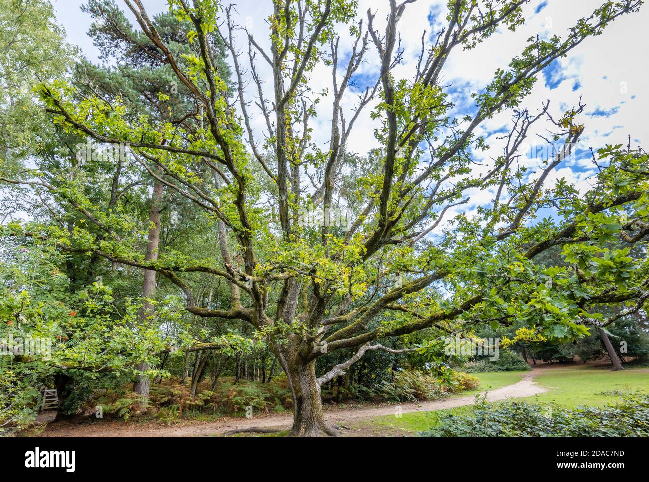 An oak tree (Quercus robur) by Frensham Little Pond near Farnham in ...
