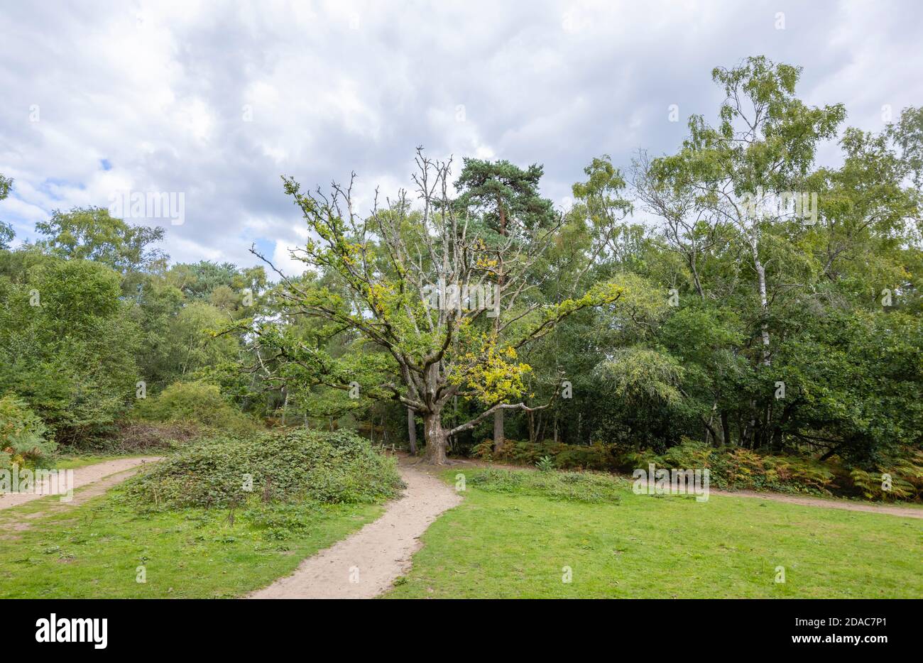 Acute oak decline disease hi-res stock photography and images - Alamy