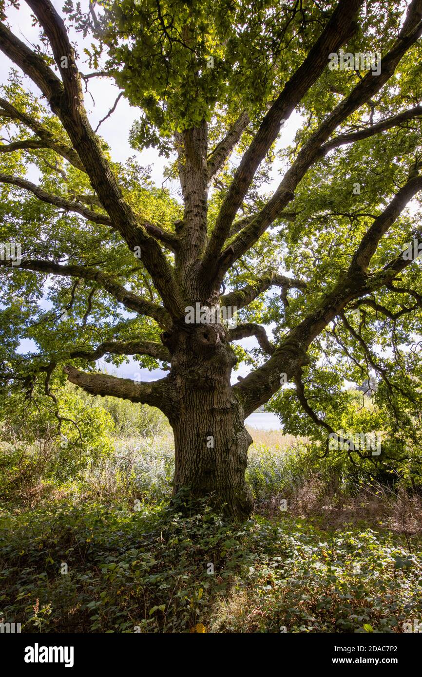 Oak tree uk september hi-res stock photography and images - Alamy