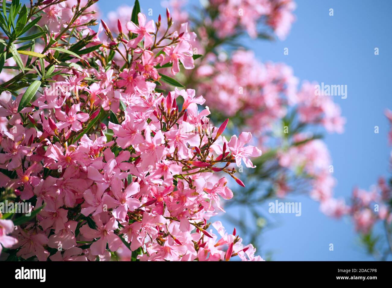 Pink oleander (Nerium) branches at blue sky background Stock Photo - Alamy