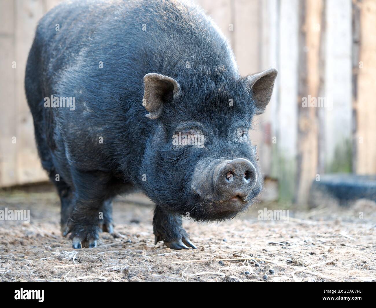 Big black boar on the farm Stock Photo - Alamy
