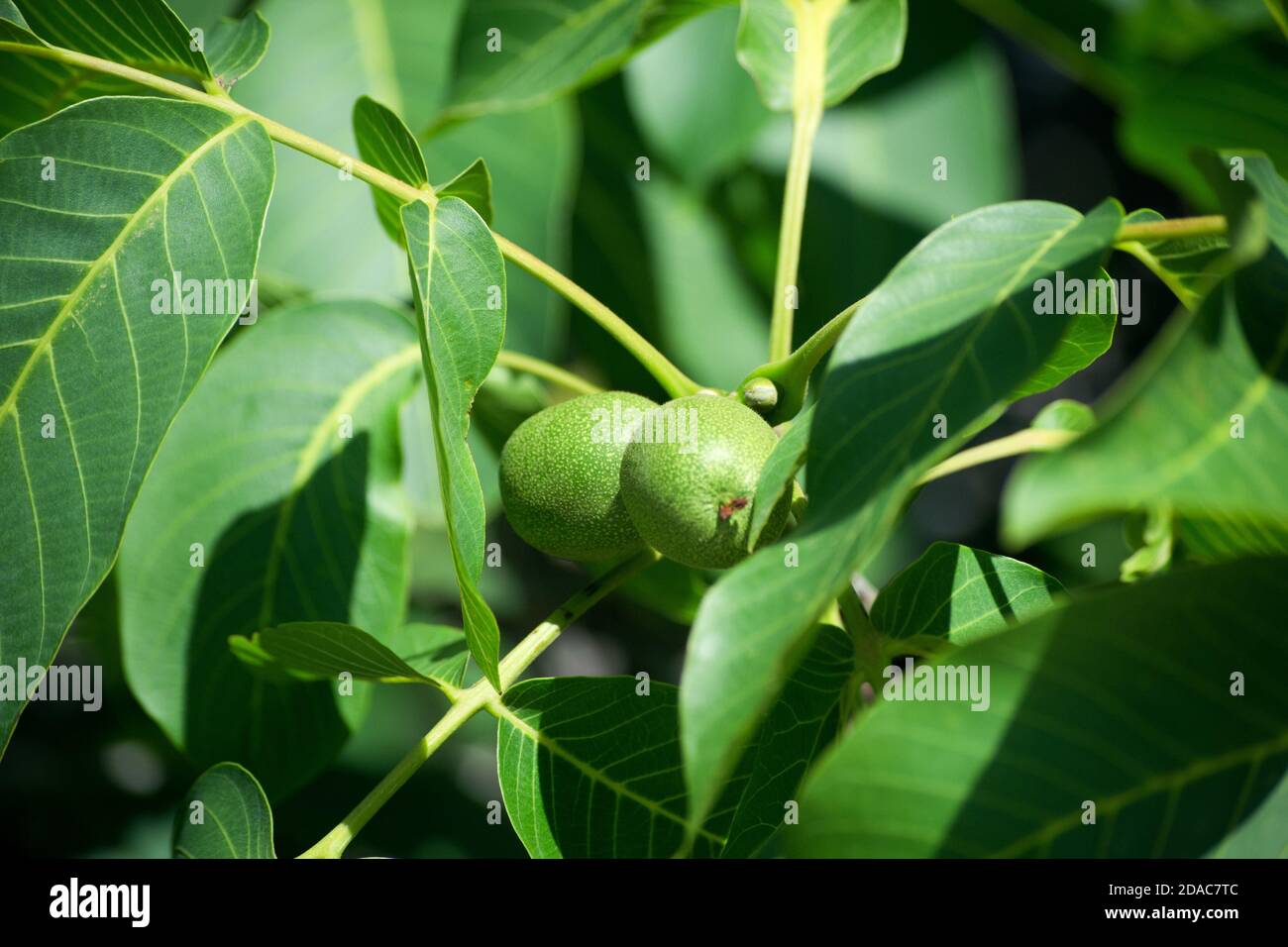 The common walnut in growth Stock Photo - Alamy