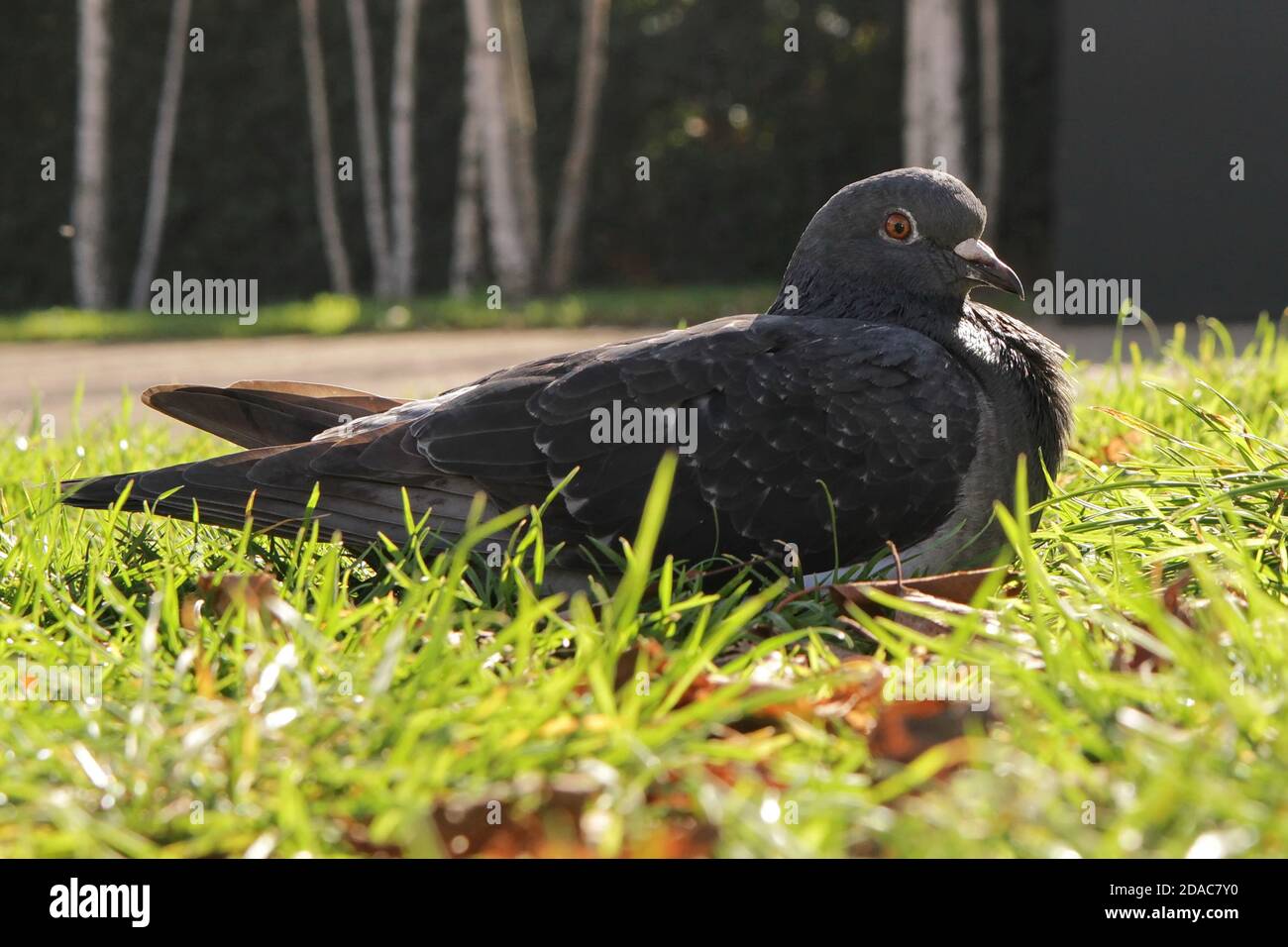 A pigeon resting on the ground Stock Photo - Alamy