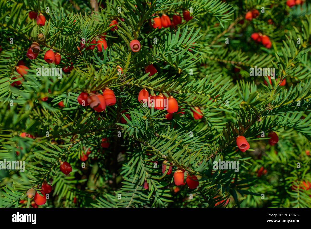 Red berries growing on evergreen yew tree in sunlight, European yew ...