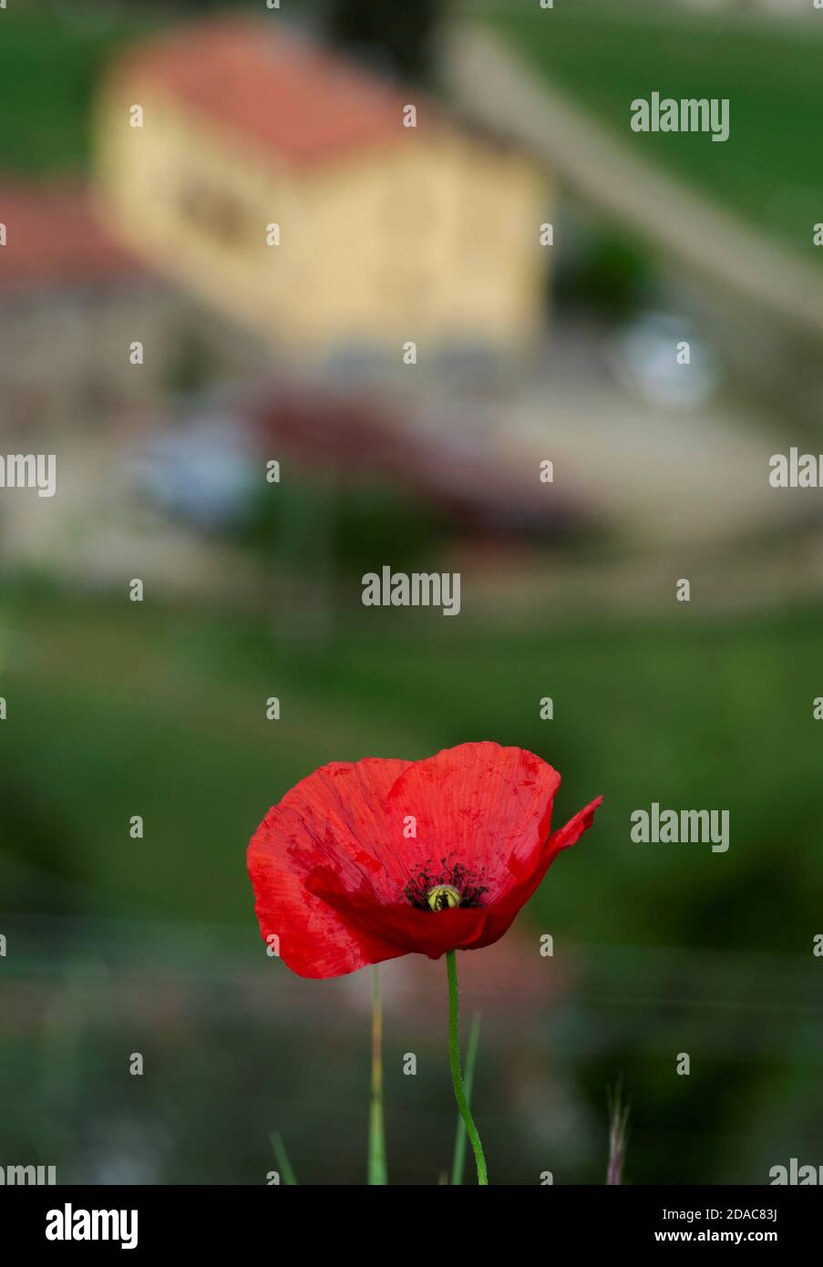 Poppy flower farm with nature hi-res stock photography and images - Alamy