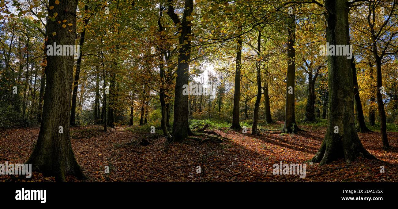 Panoramic photograph of back lit forest with elm and ash trees Stock ...