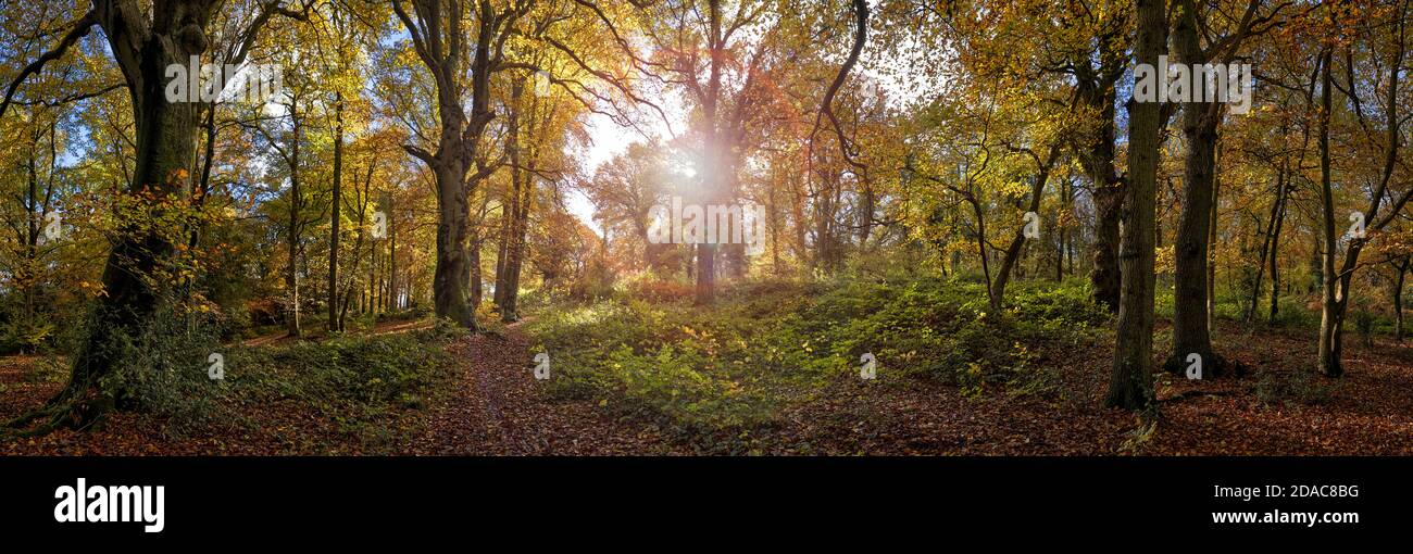Panoramic photograph of back lit forest with elm and ash trees Stock ...