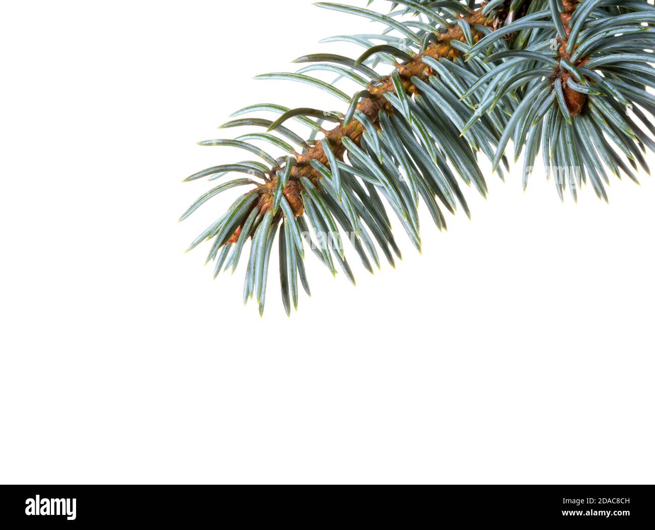 Fir tree branch isolated on white background. Blue tree branch ...