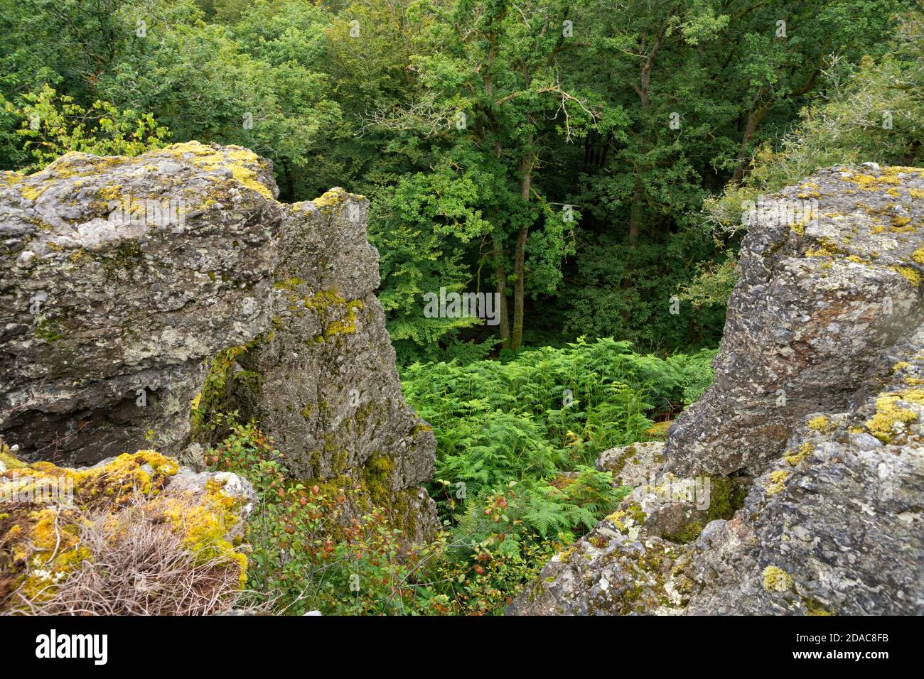 Roche a lappel hi-res stock photography and images - Alamy