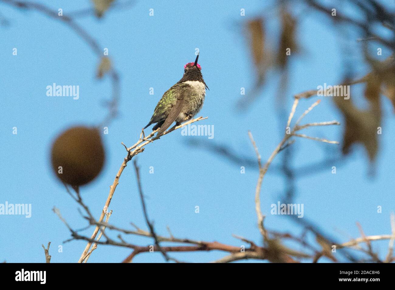 Anna's Hummingbird in Mesa, Arizona Stock Photo - Alamy