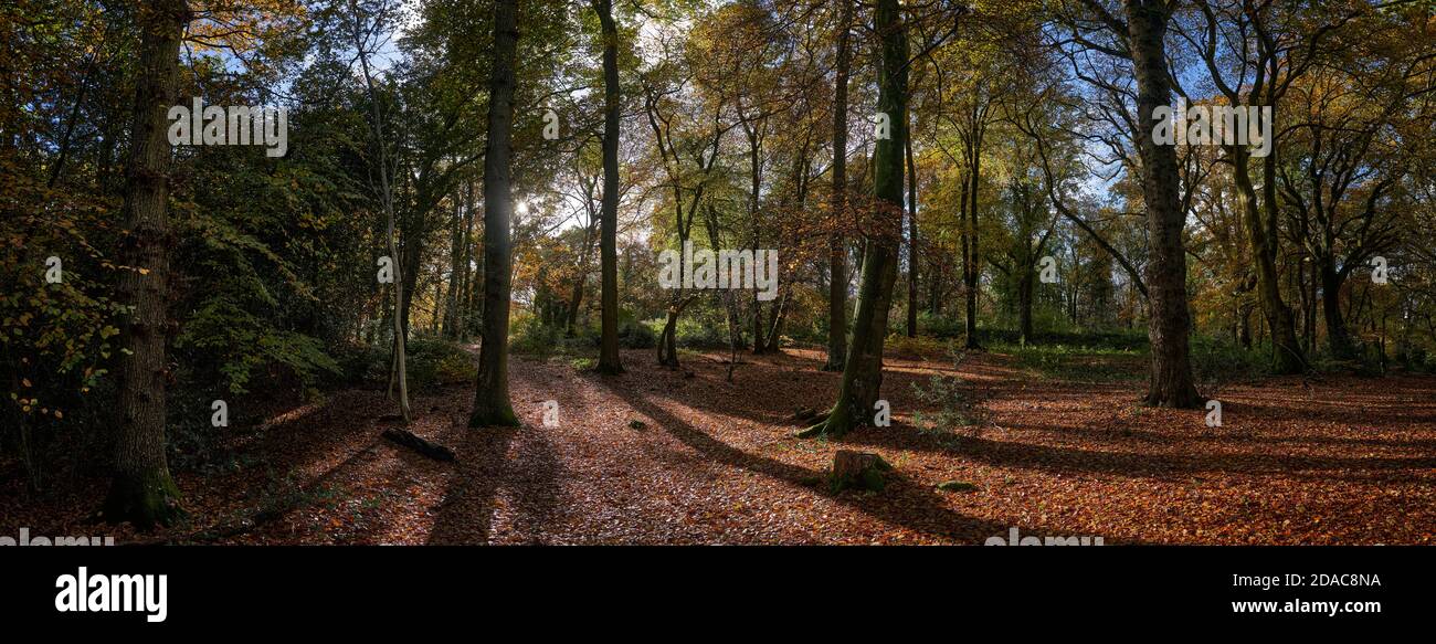 Panoramic photograph of back lit forest with elm and ash trees Stock ...