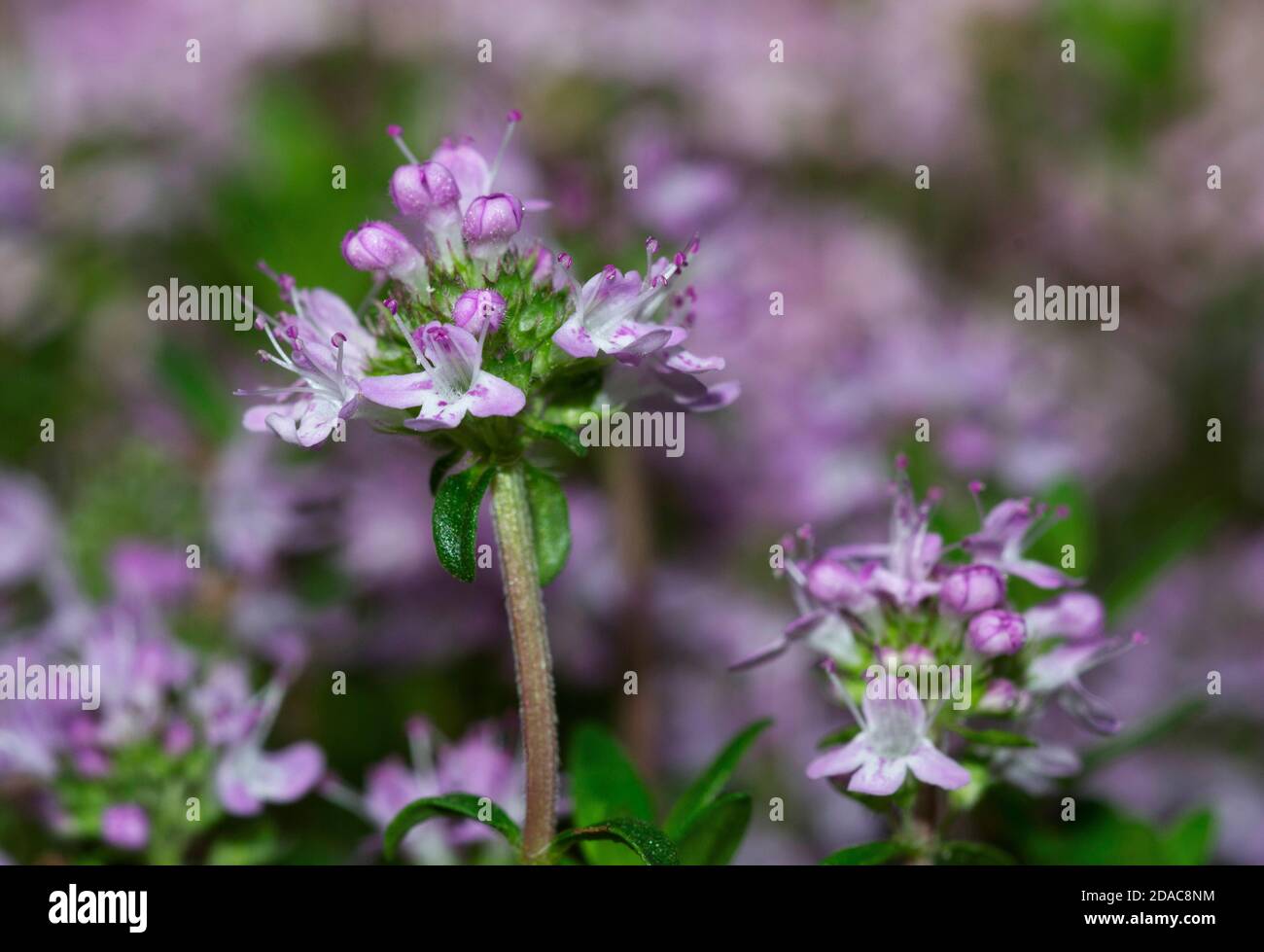 Close-up of Broad-leaved Thyme wildflower, Thymus pulegioides, in bloom ...
