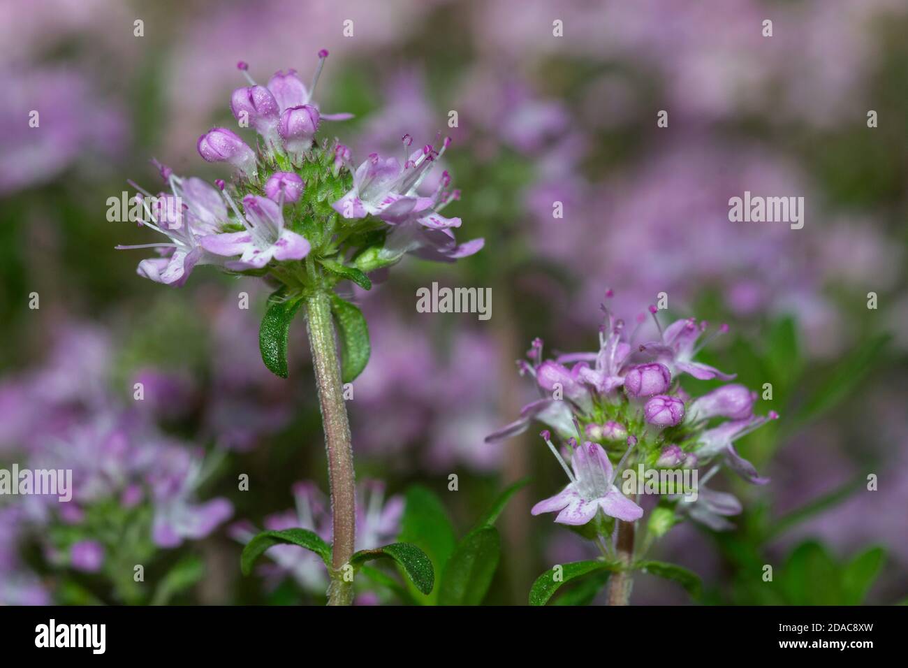 Close-up of Broad-leaved Thyme wildflower, Thymus pulegioides, in bloom ...