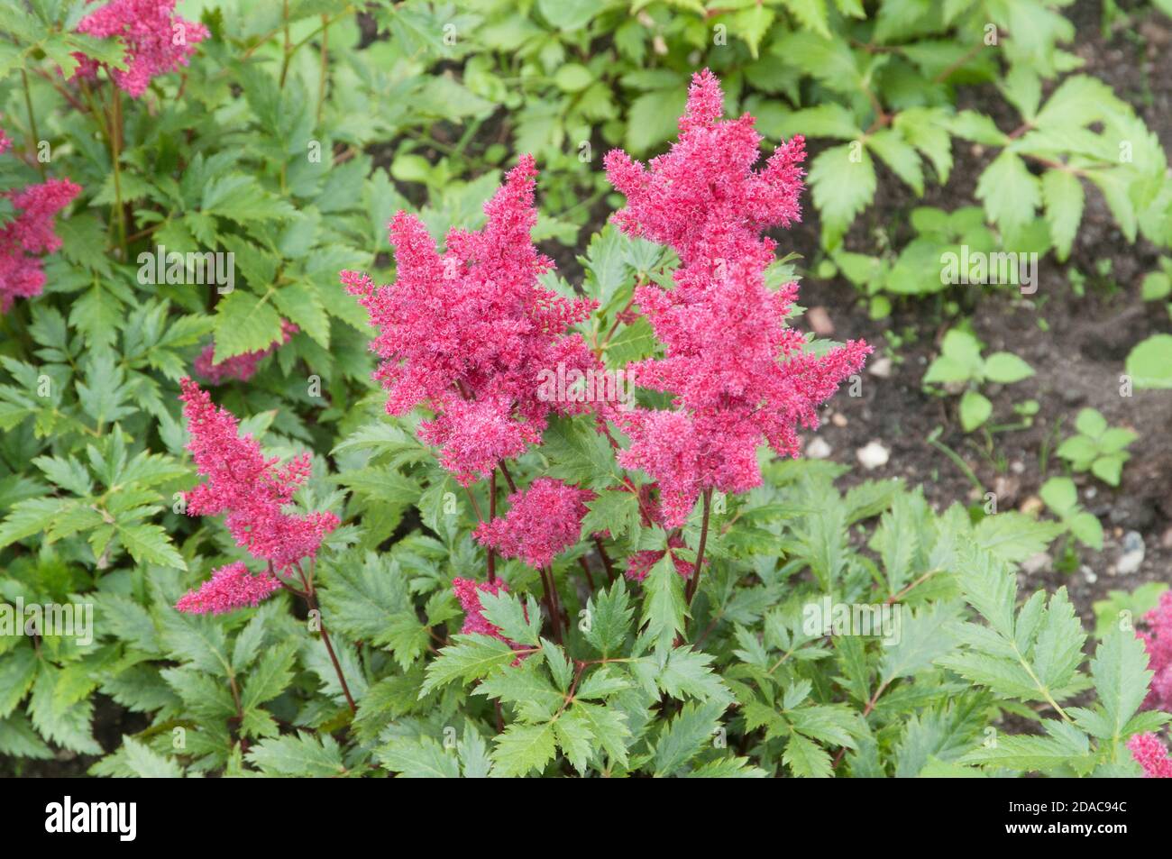 Astilbe flowers in a garden, close up shot Stock Photo - Alamy