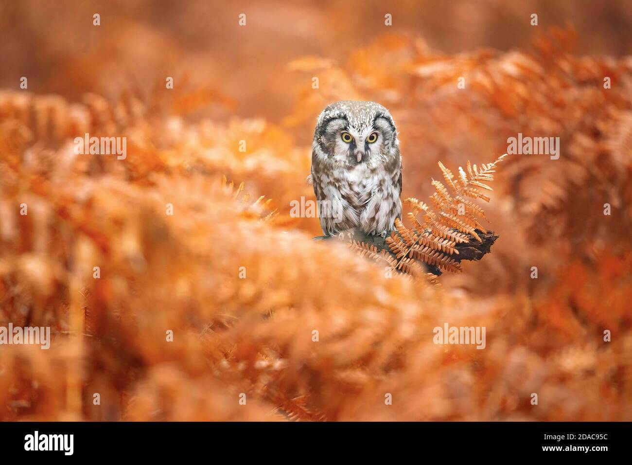Fauna boreal hi-res stock photography and images - Alamy