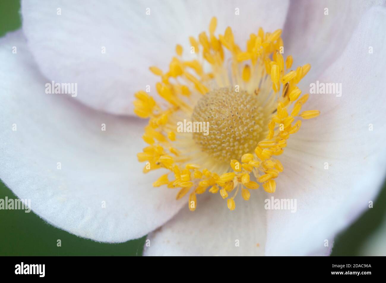 Anemone hupehensis flowers, close up shot, local focus Stock Photo - Alamy