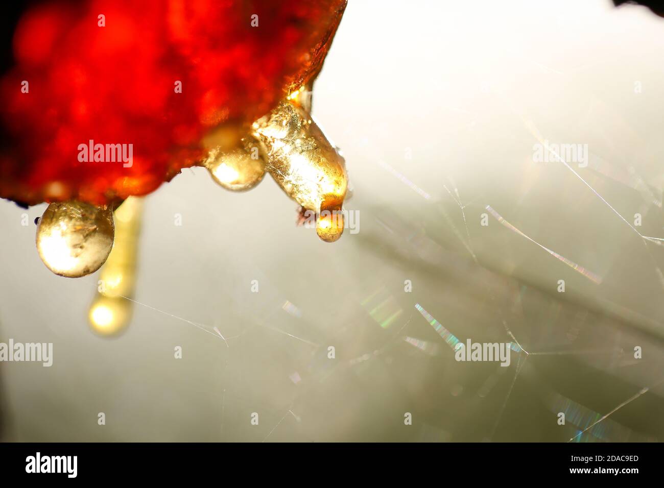 Golden tree sap glowing in the sunlight with spider webs reflecting the ...