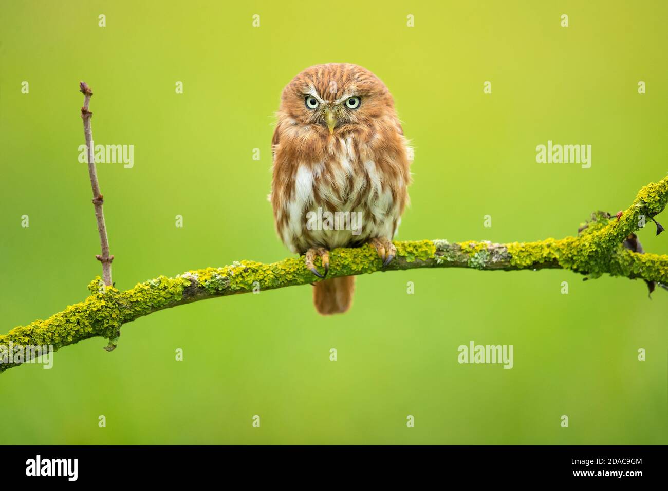 Portrait of most beautiful owl Stock Photo - Alamy
