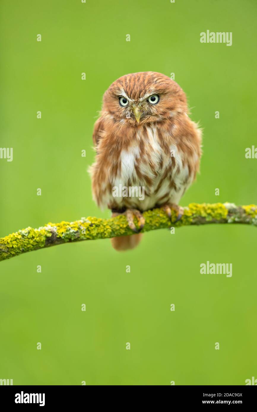 Portrait of most beautiful owl Stock Photo - Alamy