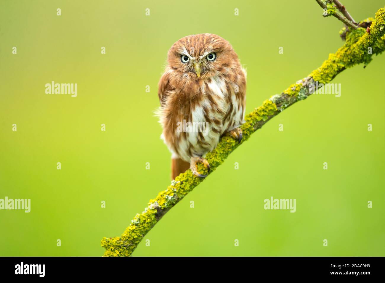 Portrait of most beautiful owl Stock Photo - Alamy
