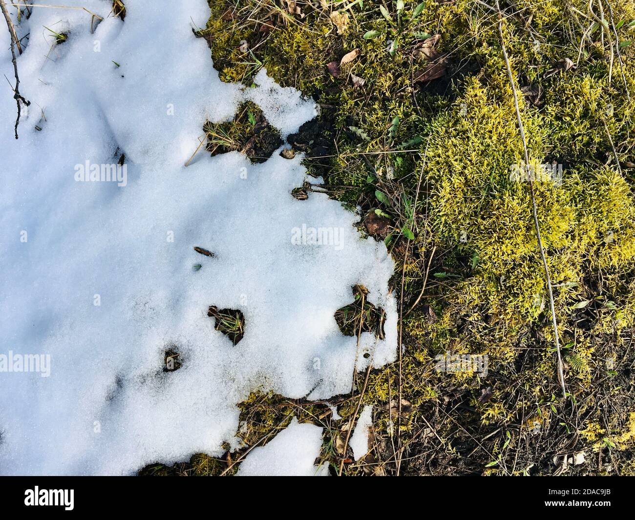 green moss growing through snow on forest ground Stock Photo - Alamy