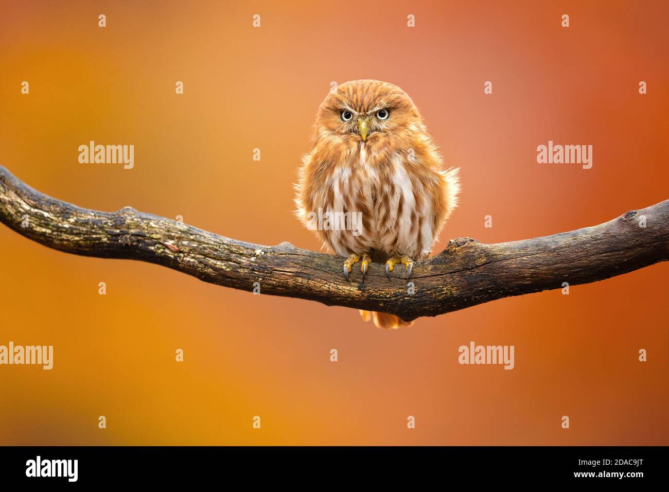 Portrait of most beautiful owl Stock Photo - Alamy