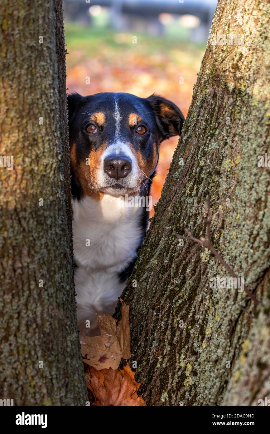 cute dog hiding behind the tree, appenzeller sennenhund Stock Photo - Alamy